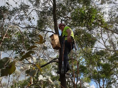 Home - Australian Bluegum Plantations