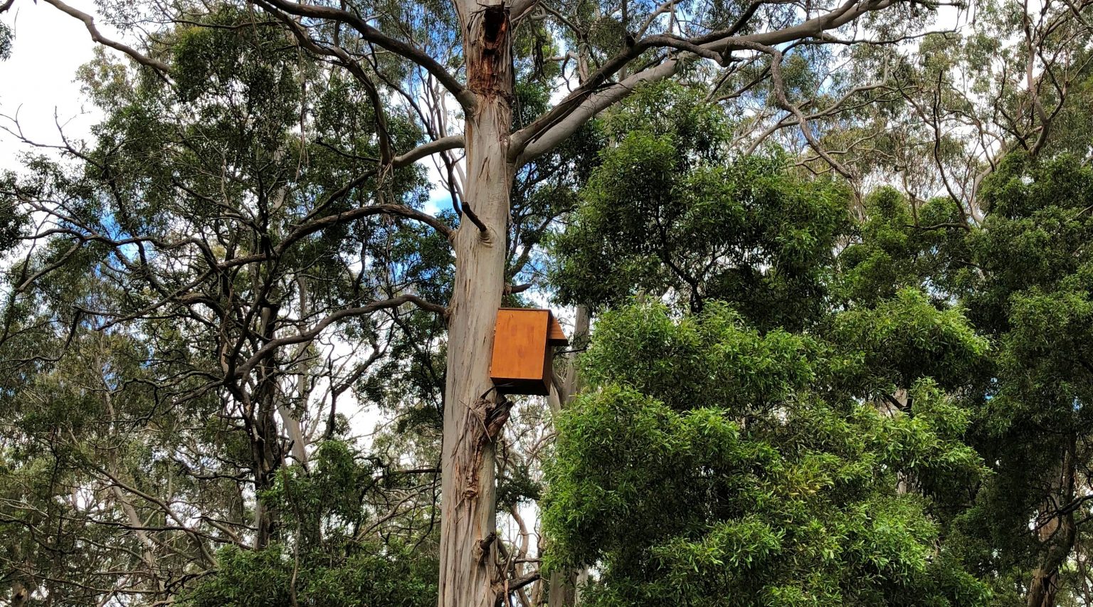 Installation of Nest Boxes - Australian Bluegum Plantations
