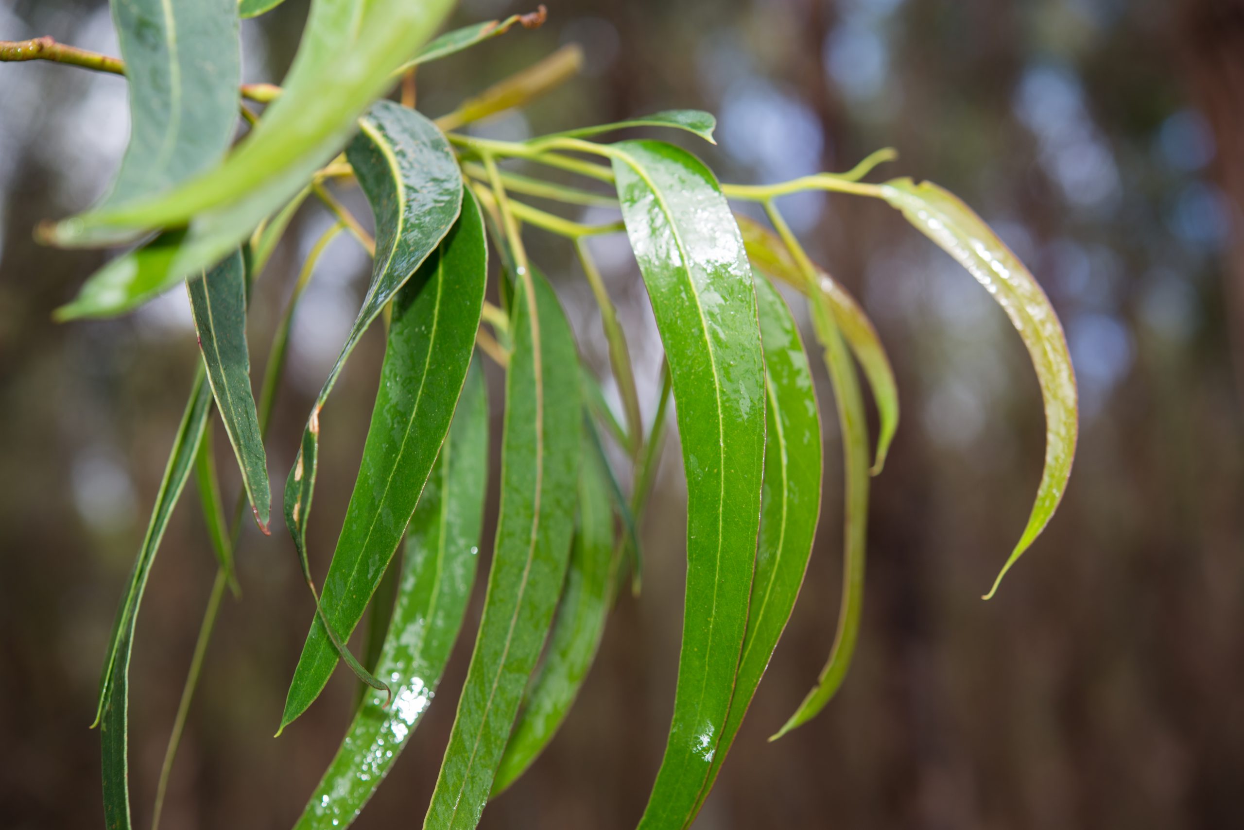 Our product - Australian Bluegum Plantations